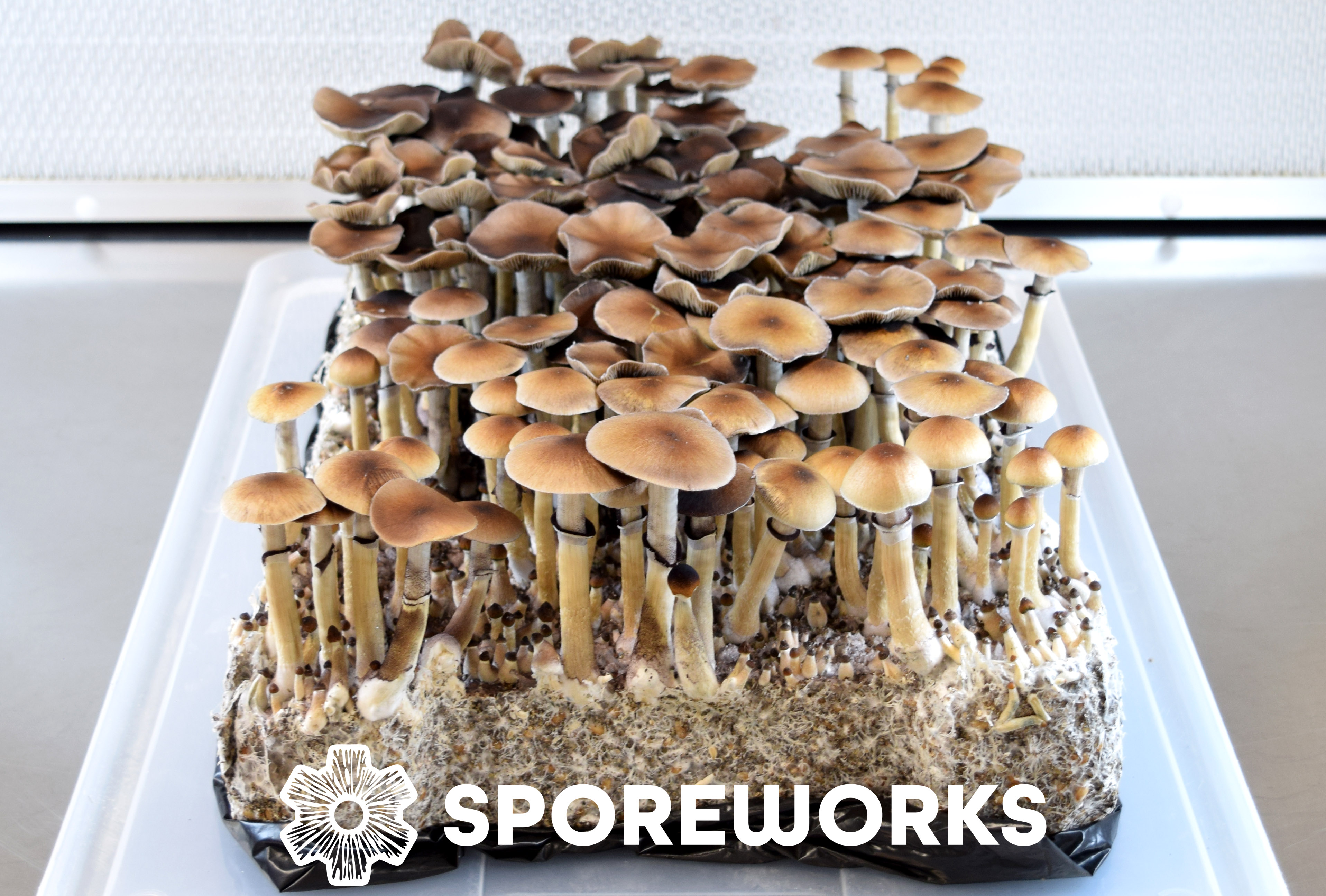 Sporeworks.com